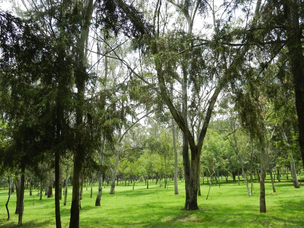 Parque Naucalli: qué hacer, actividades y cómo llegar - México Desconocido