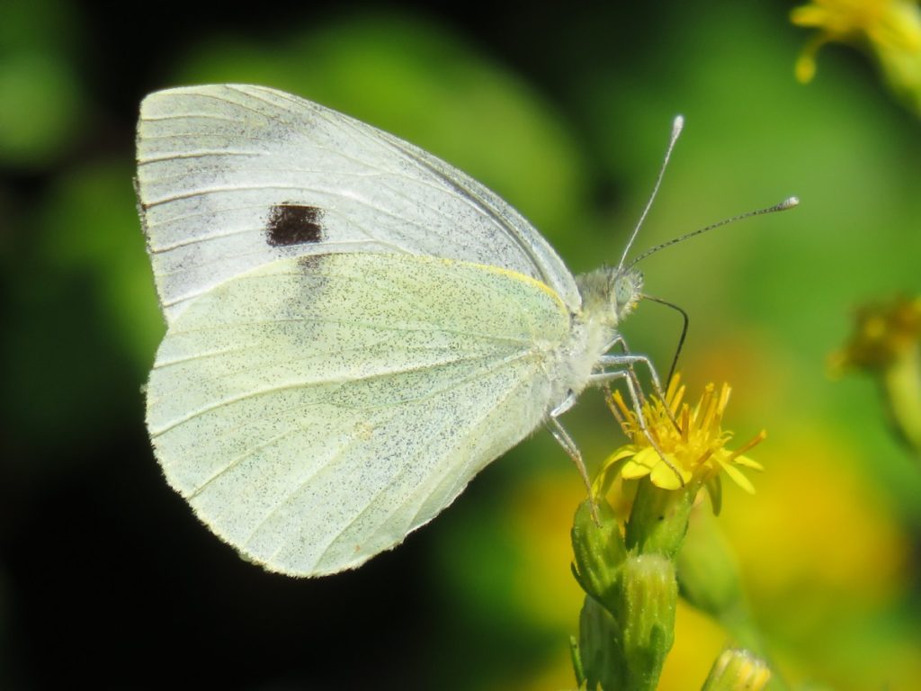 Mariposas Blancas: Simbología Y Características – ZFCZBQ