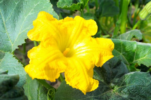 6 flores mexicanas que se comen - México Desconocido