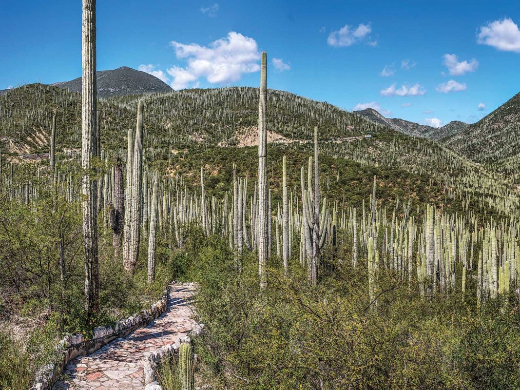 Valle de Tehuacán-Cuicatlán, Patrimonio Mixto de la Humanidad - México ...