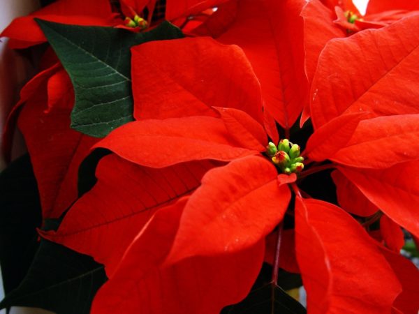 La leyenda de la flor de nochebuena - México Desconocido