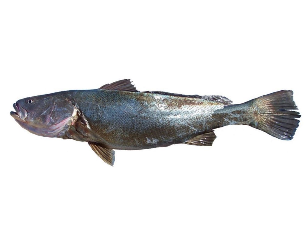 La Totoaba es considerado el pez más caro del mundo, es mexicano y está ...