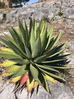 Agave mezcalero: conoce 7 de las especies con las que se prepara la ...