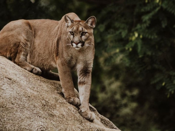 El puma mexicano, un felino presente en todo el país - México Desconocido