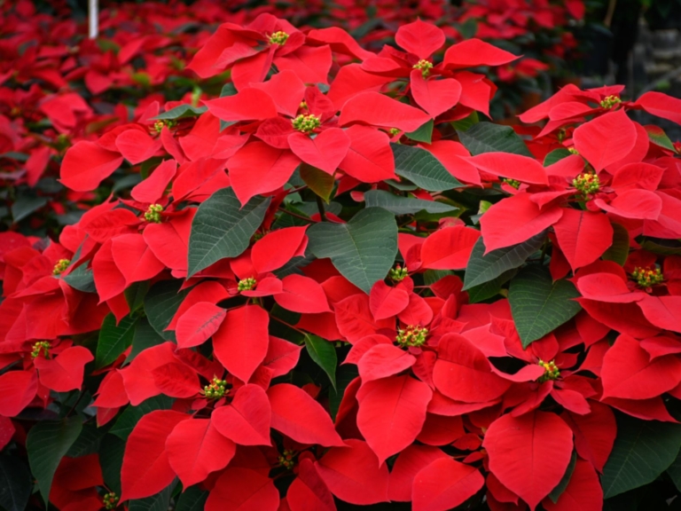 La nochebuena, el origen de la flor de la Navidad - México Desconocido
