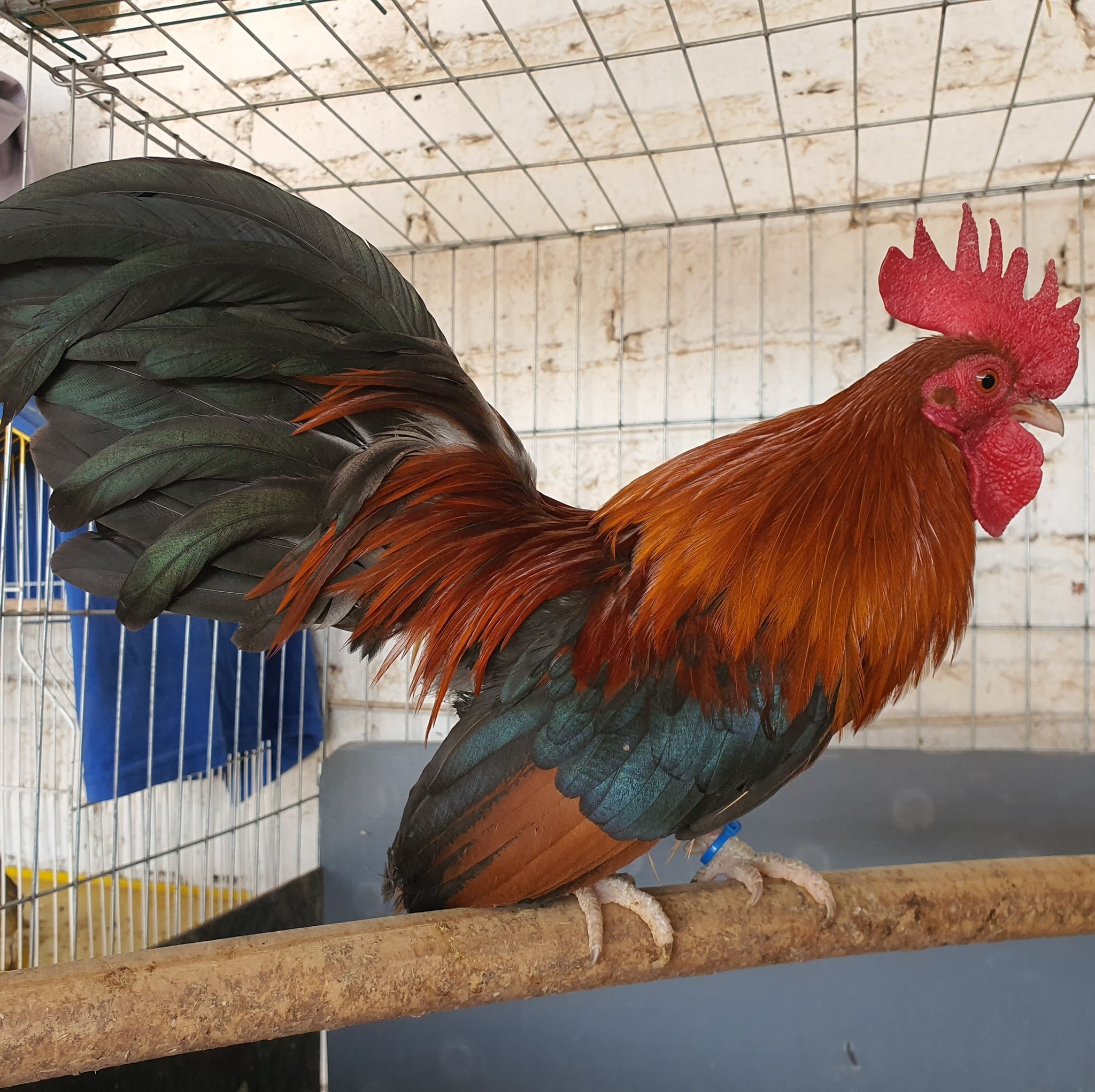 Razas De Gallos Enanos