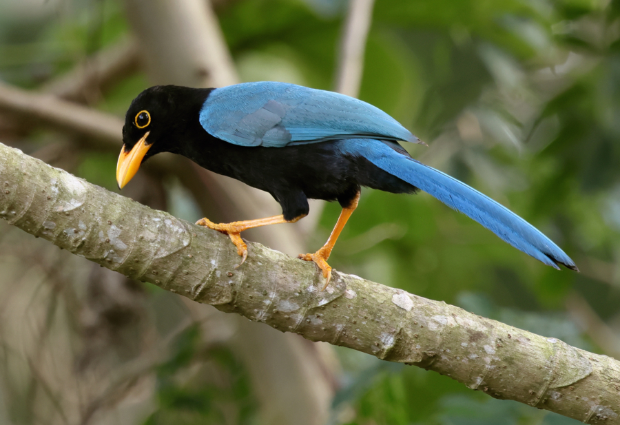 Chara yucateca, una prima de los cuervos con abrigo azul - México ...