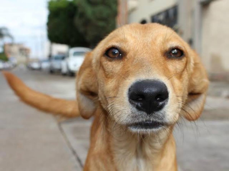 El Perro Amarillo Mexicano Cuál Es El Origen De Este Lomito Que Está